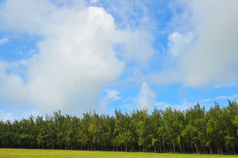 Dense Pine Trees stock image. Image of resort, dense, holiday - 4625737