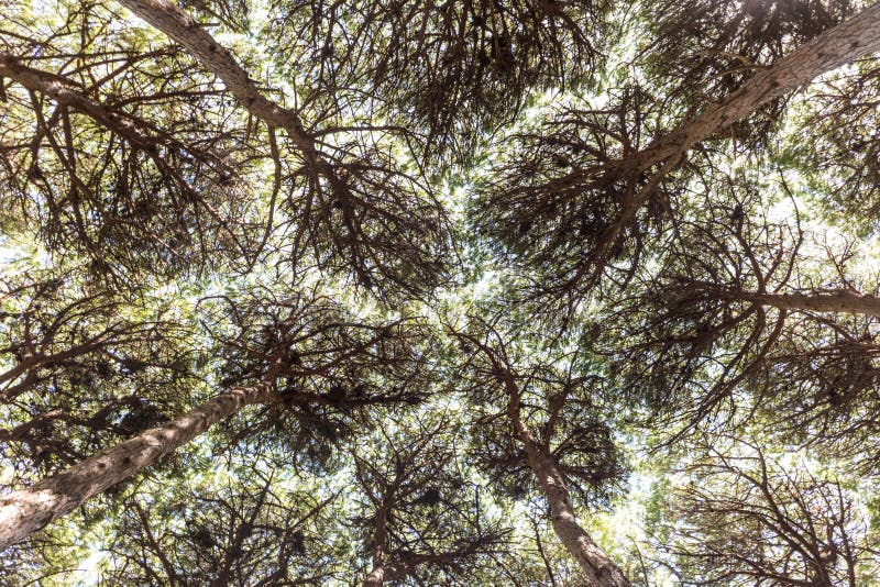 Dense Pine Trees Forest Texture Stock Photo - Image of dense, branches ...