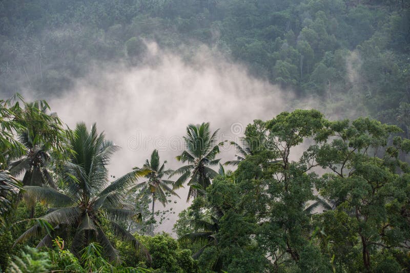 Dense Rainforest with Clouds Accumulating in the Valley Stock Photo ...