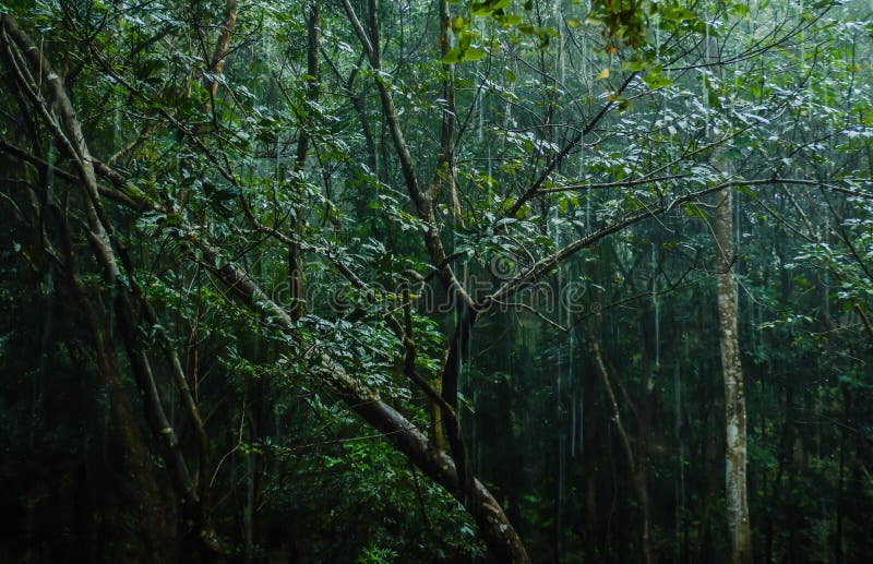 Dense Rainforest, Heavy Rain Stock Image - Image of heavy, river: 230196805