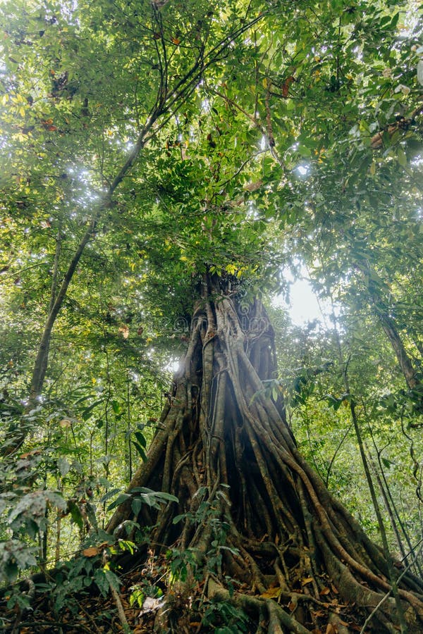 In a Dense Rainforest, a Towering Tropical Tree Showcases Its Expansive ...