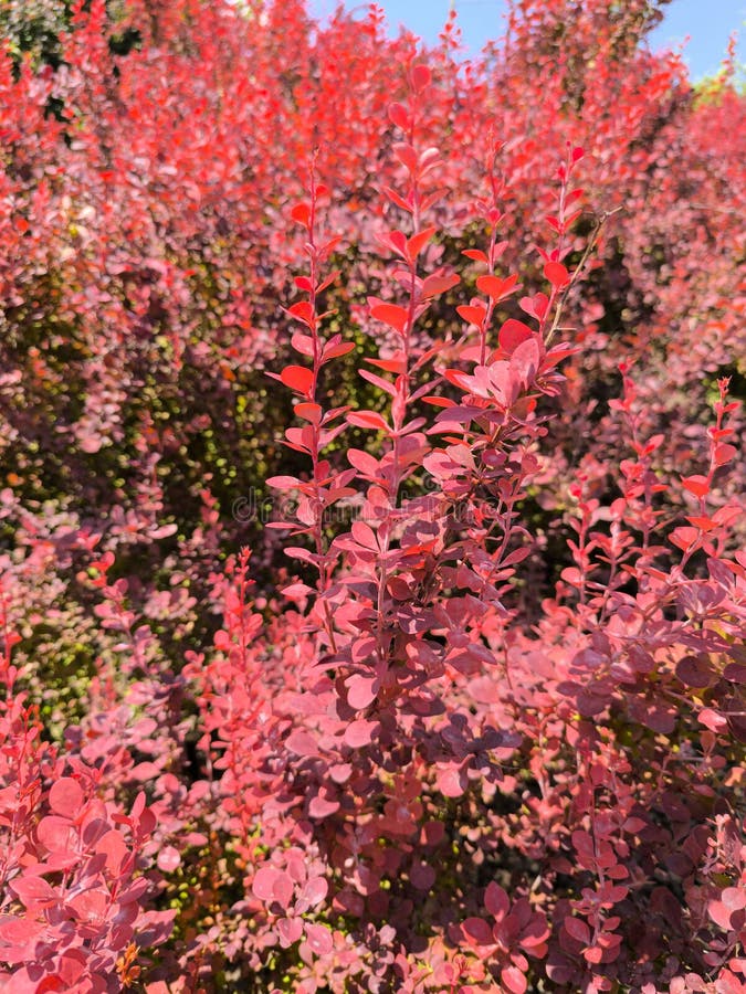 Dense Red-burgundy Branches of Urban Bushes Stock Image - Image of ...