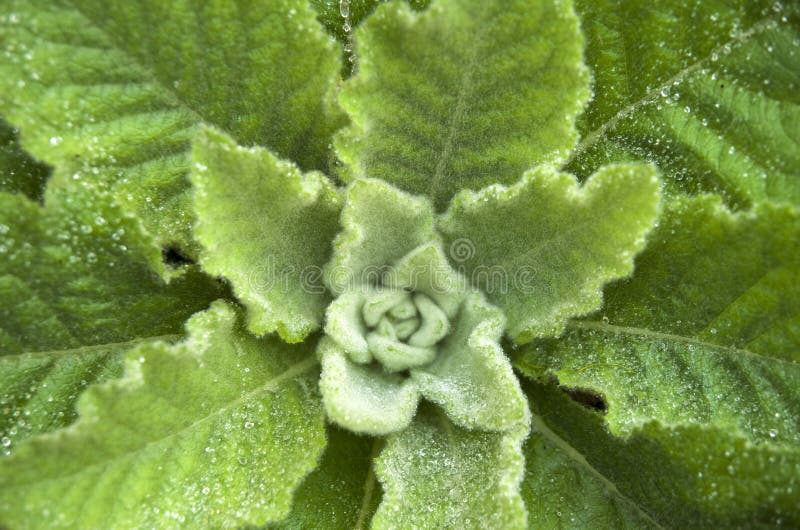 Rosette Of Leaves Of Succulent Plant Irish Rose On Green And White ...