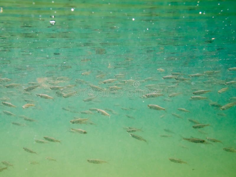 Dense School of Small Perch Fish with Plankton Stock Image - Image of ...