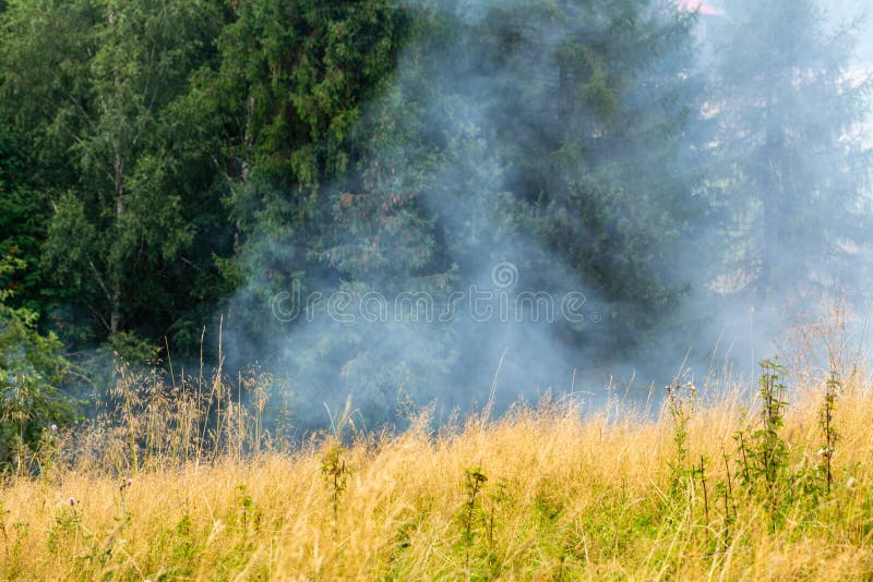 Smoke Rising From The Trees. Stock Photo - Image of burn, something ...