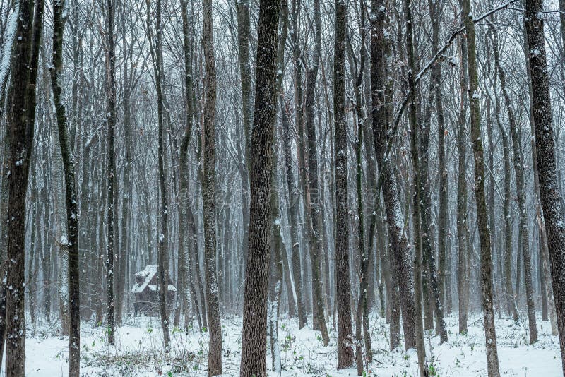 Dense Snowy Forest with Thin Trees Stock Photo - Image of dense, gifts ...
