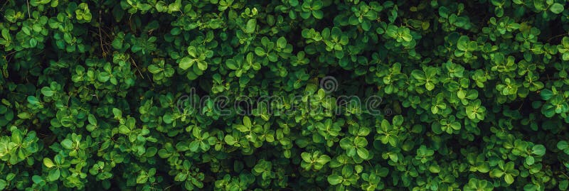 Dense Soft Grass Texture in Deep Green with Subtle Lighting from a Top ...