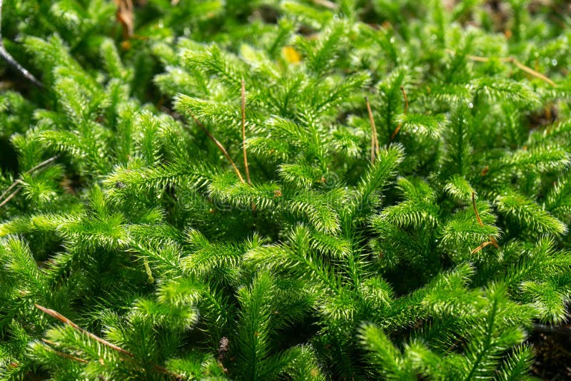 Dense Soft Sphagnum Moss of Rich Green Color Stock Photo - Image of ...