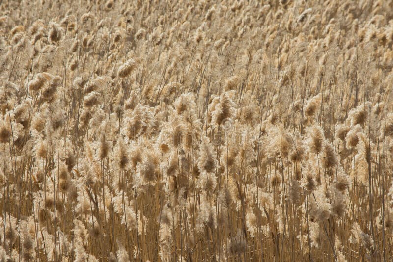 A Dense Solid Wall of Common Reed Latin: Phragmites Australis ...
