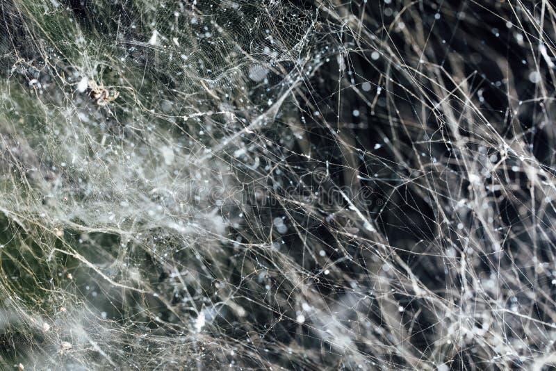Dense Spider Web Background Stock Image - Image of tangled, fluffy ...