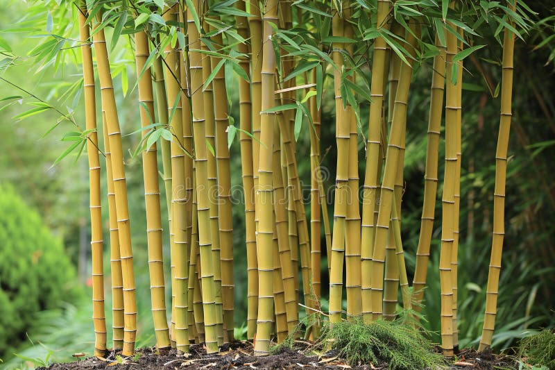 A Dense Stand of Bamboo with Multiple Stalks, Each Featuring Vibrant ...