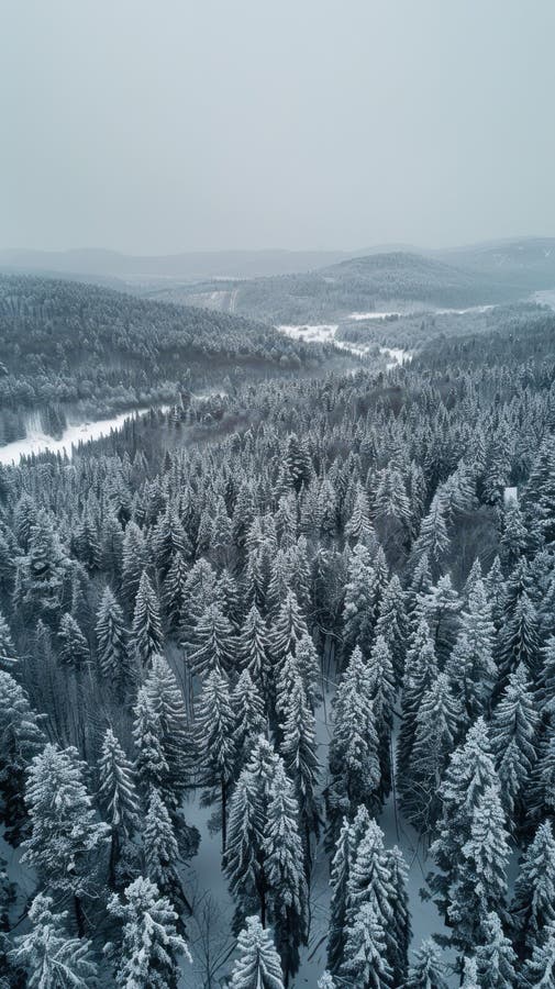 A Winter Wonderland in the Taiga Region with Snow-covered Pine Trees ...