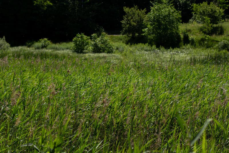 Dense Tall Green Grass in the Meadow Stock Image - Image of fresh ...