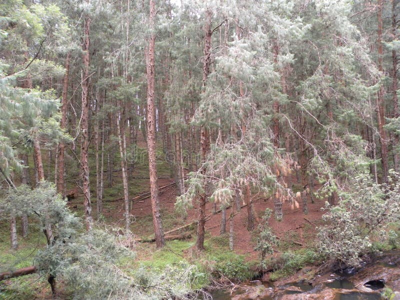 Dense Pine Tree Woods in Forest Stock Photo - Image of environmental ...