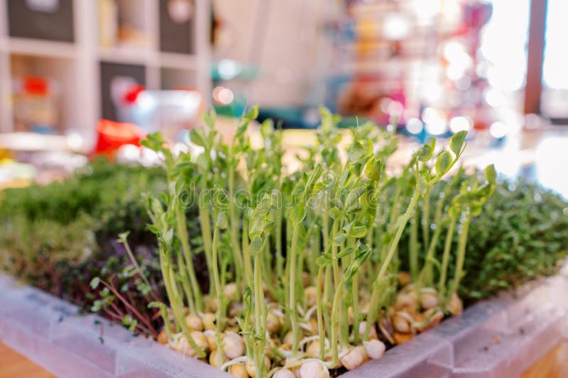 Dense Tall Sprouts of Pea Microgreens Growing in a Container on the ...