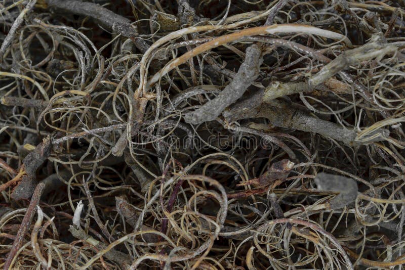 Brown Roots and Trunk of a Giant Banyan Tree in a Park Stock Photo ...