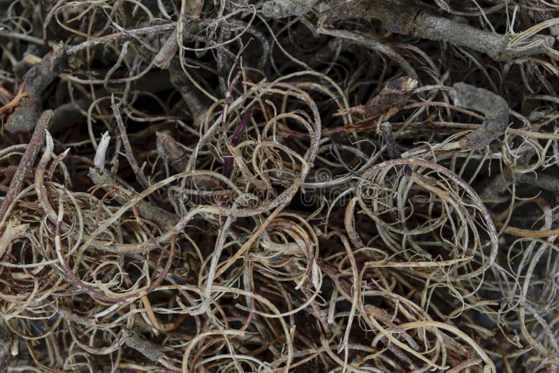 Brown Roots and Trunk of a Giant Banyan Tree in a Park Stock Photo ...