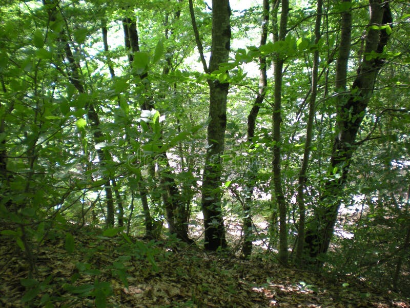 Dense Thick Forest. Green Forest. Sunlight Filtering through the Trees ...