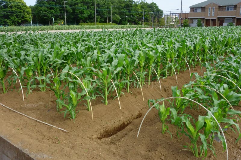 Corn field pattern stock image. Image of fresh, green - 209842741