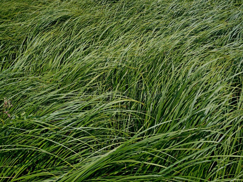 Sedge Grass Grows In The Sand, The Grass On The Coast Of The Baltic Sea ...