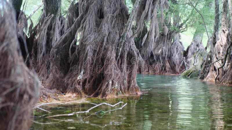 Dense Thicket of Trees and Roots in a Flooded Swamp. Leaves of Canopy ...