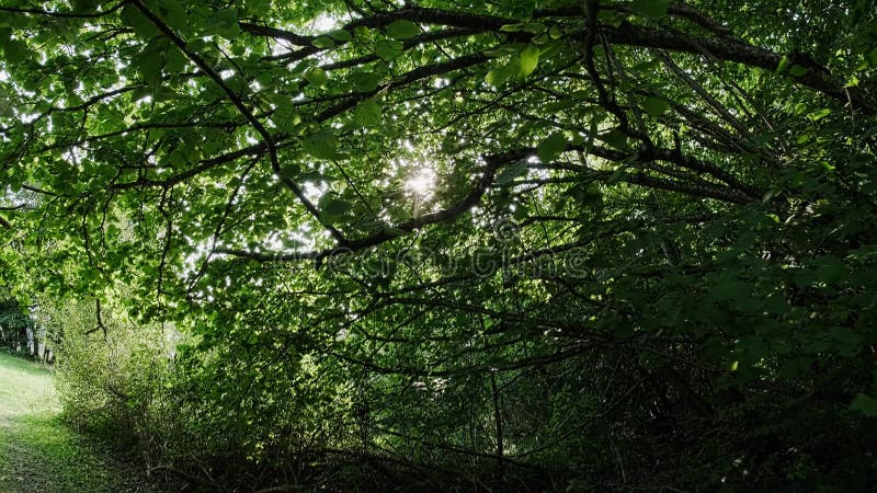 Dense Thickets in a Deciduous Forest. the Branches of the Tree are Bent ...