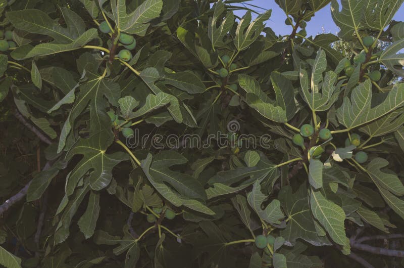 Dense Thickets of Fig Tree with Leaves and Green Fruits Stock Photo ...