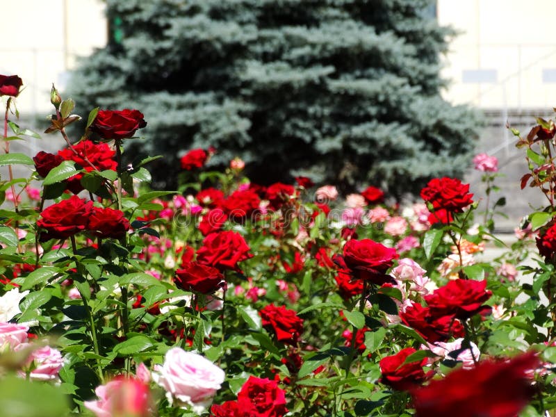 Bushes of Multi-colored Roses Stock Photo - Image of rose, bloom: 125544076