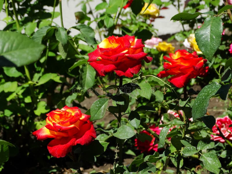 Bushes of Multi-colored Roses Stock Photo - Image of floral, bright ...