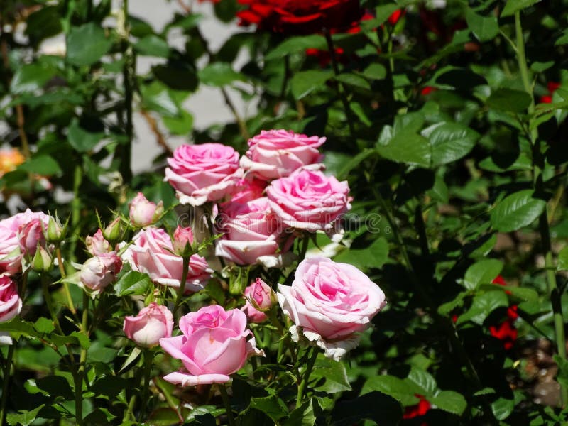 Bushes of Multi-colored Roses Stock Photo - Image of rose, flora: 125544120
