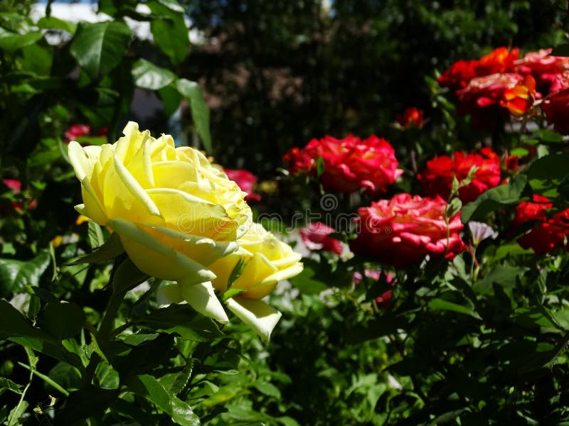 Bushes of Multi-colored Roses Stock Photo - Image of thickets ...