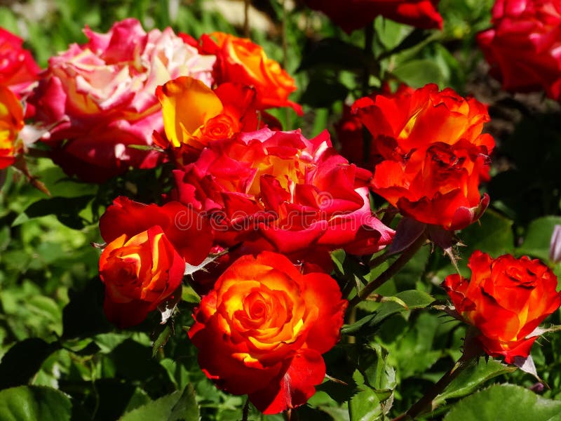 Bushes of Multi-colored Roses Stock Photo - Image of thickets ...