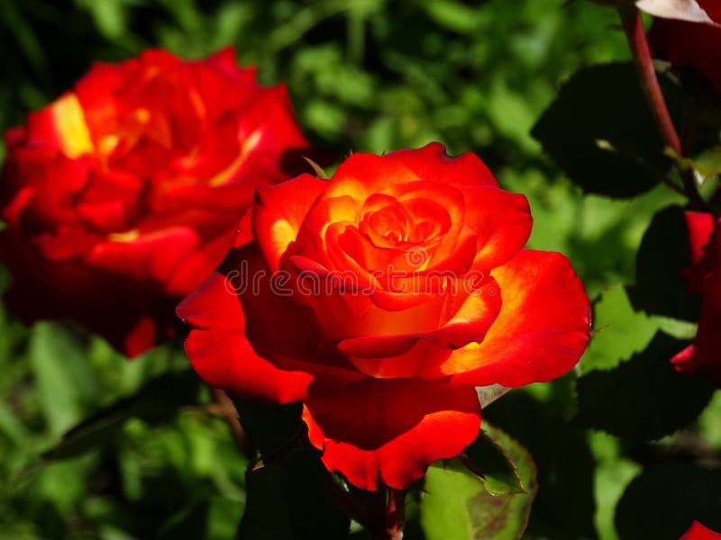Bushes of Multi-colored Roses Stock Image - Image of roses, petal ...