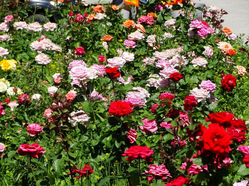 Bushes of Multi-colored Roses Stock Photo - Image of rose, bloom: 125544076