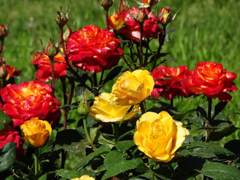 Bushes of Multi-colored Roses Stock Image - Image of thickets, bloom ...