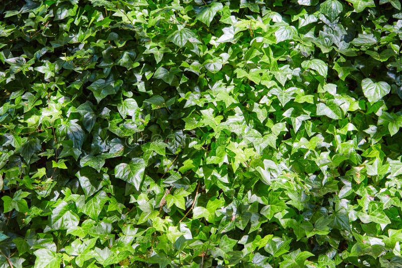 Dense Thickets of a Liana on a Wall Stock Photo - Image of outdoors ...