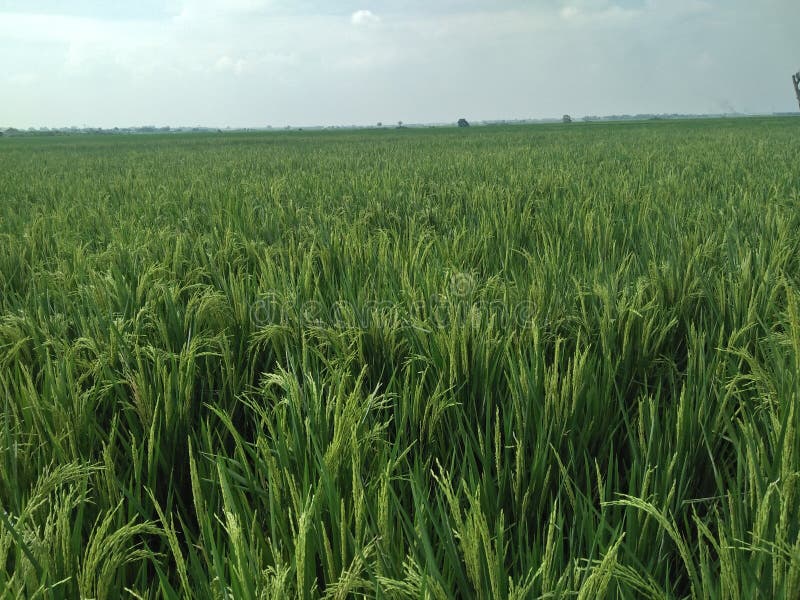 Paddy fields stock photo. Image of view, crop, expanse - 273090268