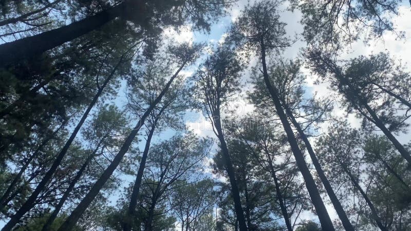The Dense and Towering Pine Forest Trees Create a Cool and Comfortable ...