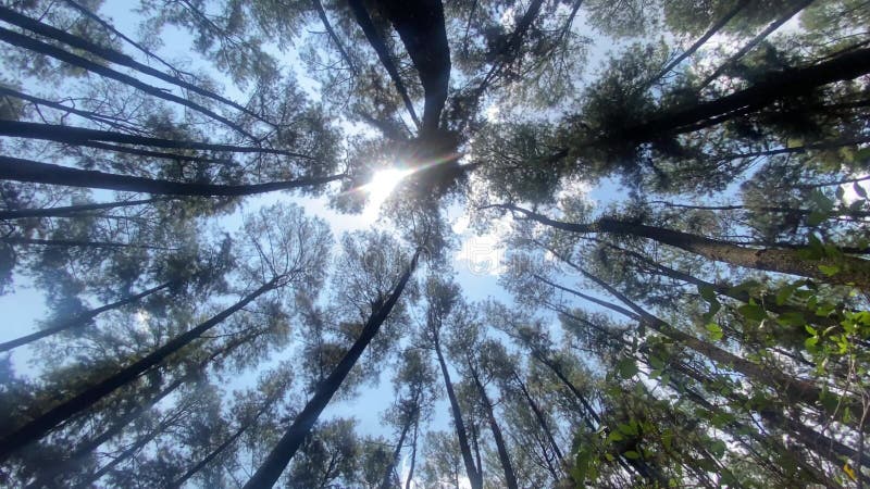 The Dense and Towering Pine Forest Trees Create a Cool and Comfortable ...