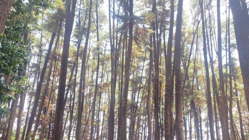 The Dense and Towering Pine Forest Trees Create a Cool and Comfortable ...