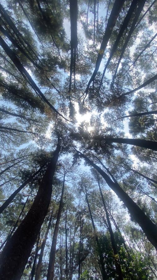 The Dense and Towering Pine Forest Trees Create a Cool and Comfortable ...