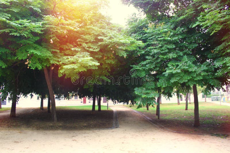 Dense tree roots texture stock photo. Image of tree, branch - 5768570