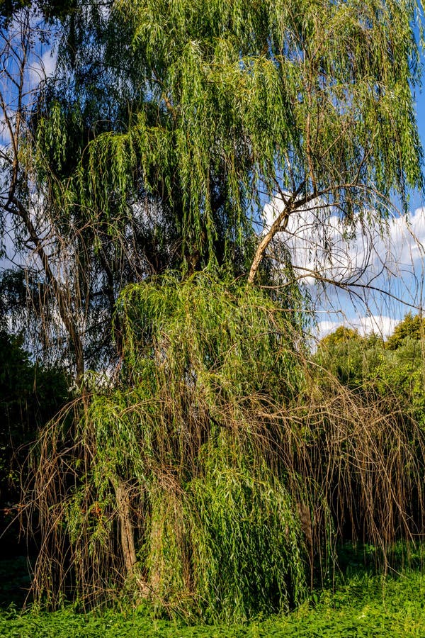Dense Tree Crown Weeping Willow, Summer Day, August Stock Image - Image ...