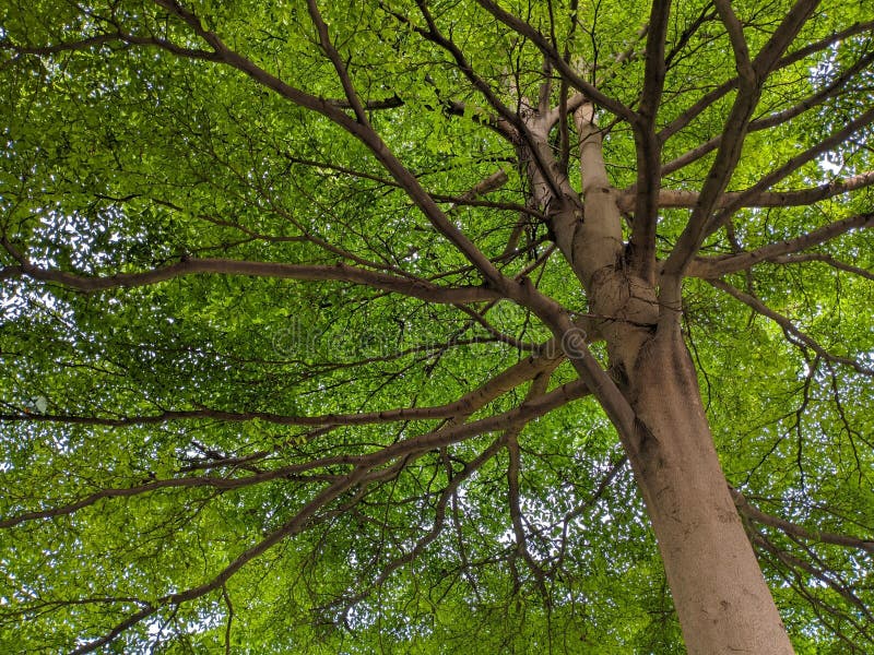 The Tree Has Dense of Leaf, and Many Brances, it Growth at Hall Park of ...
