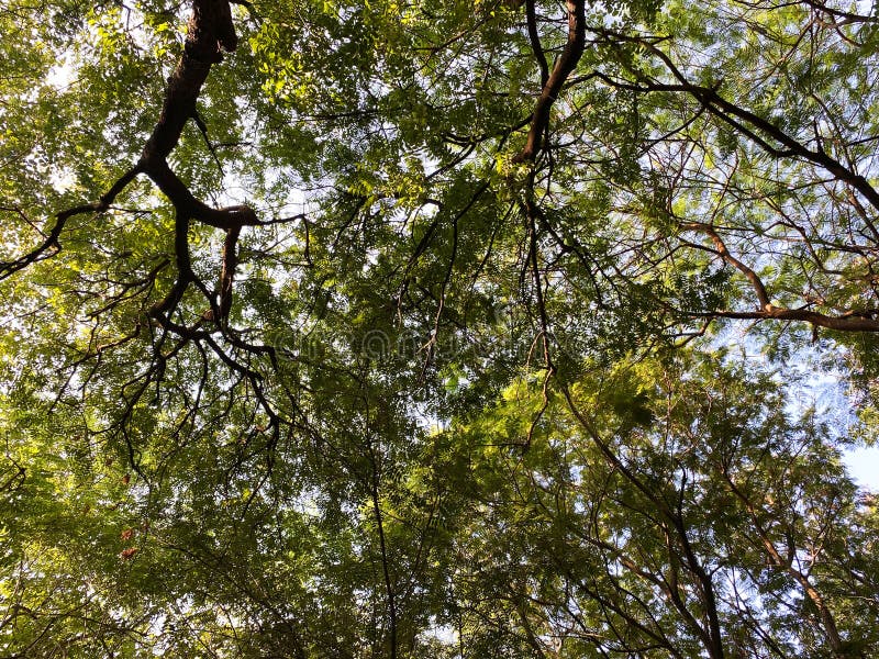 Dense Tree, Its Thick Branches and Lush Green Leaves Form a Canopy ...