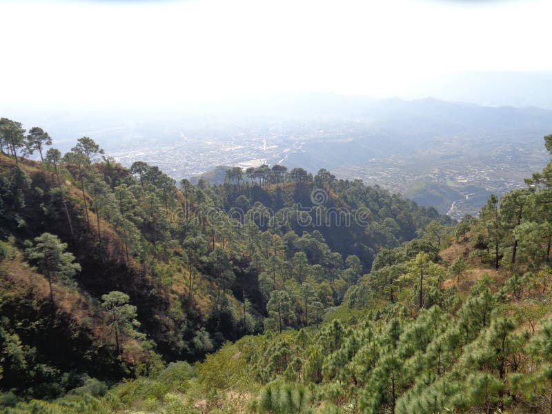 A Dense Tree on the Mountain Stock Photo - Image of dense, scene: 156214904