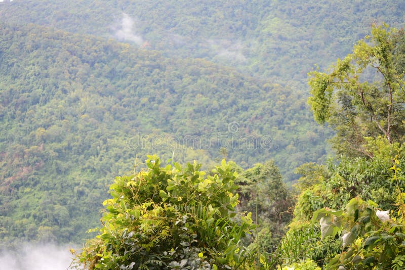 Dense tree roots texture stock photo. Image of tree, branch - 5768570