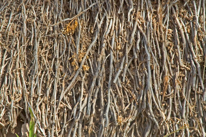 Dense tree roots texture stock photo. Image of tree, branch - 5768570