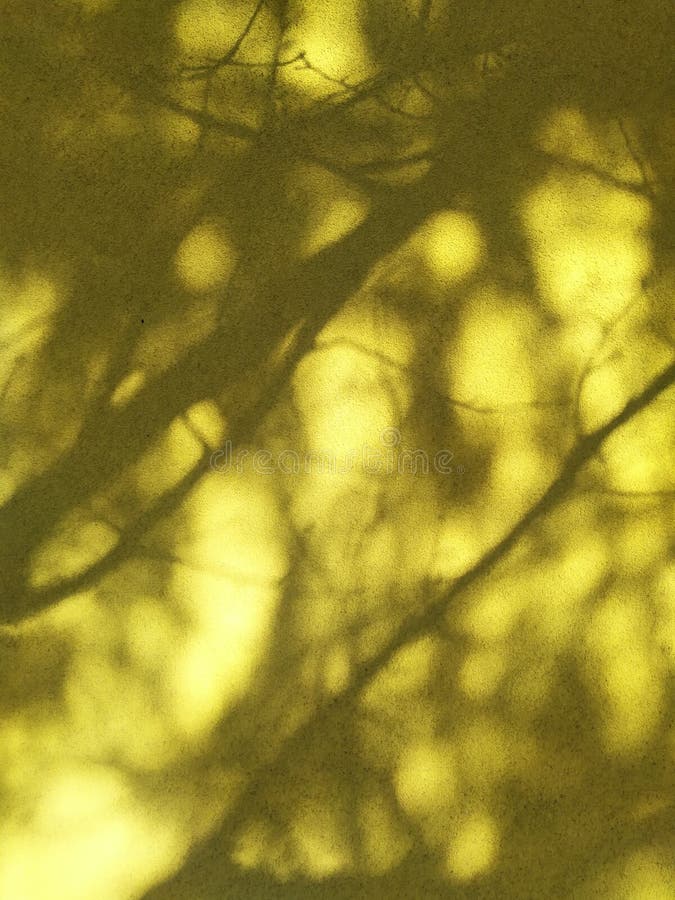 Dense Tree Shadows on a Yellow Wall in a Sunny Day. Abstract Natural ...