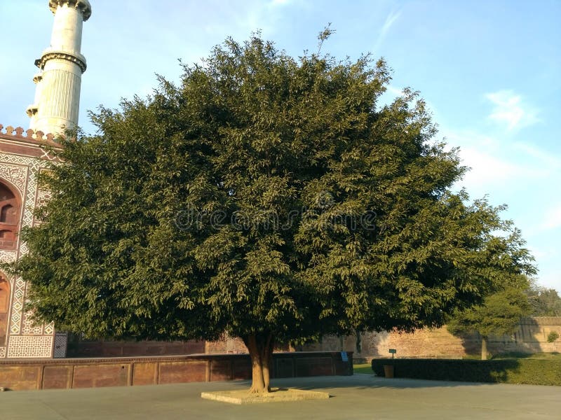 Dense tree roots texture stock photo. Image of tree, branch - 5768570